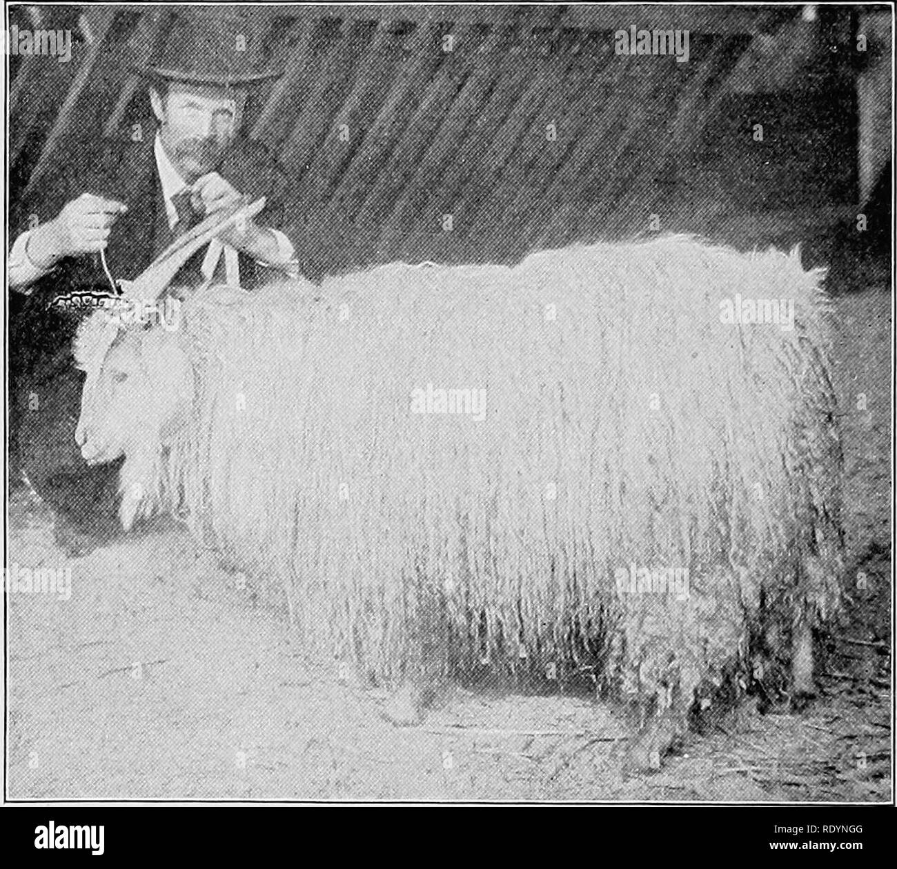 . Judging farm animals . Livestock. 464 JUDGING FARM ANIMALS The fleece ...