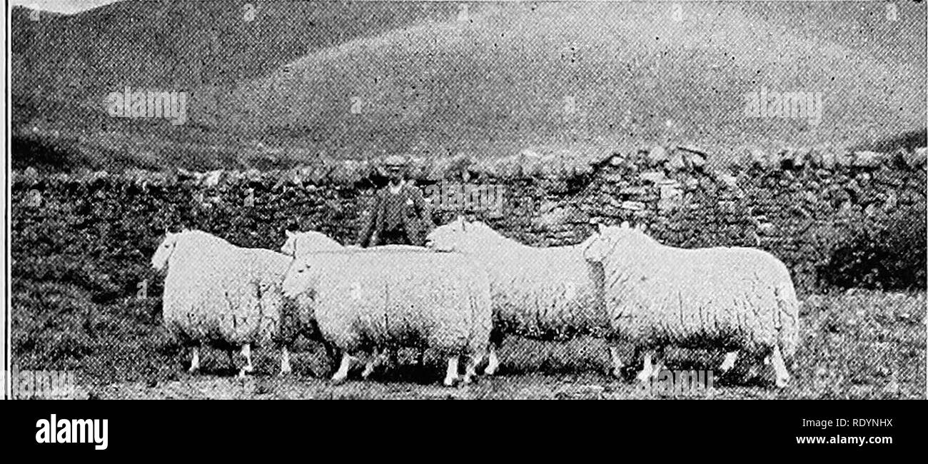 . Judging farm animals . Livestock. MORE IMPORTANT BREEDS OF SHEEP 449 ...