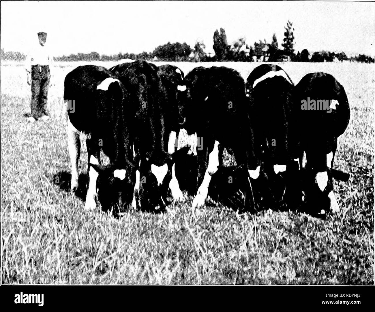 . Our domestic animals, their habits, intelligence and usefulness; tr ...