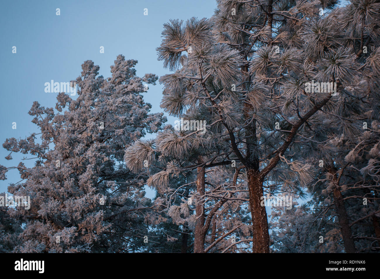 Frosty Rime Ice on Pine Trees in the Sacramento Mountains of New Mexico ...