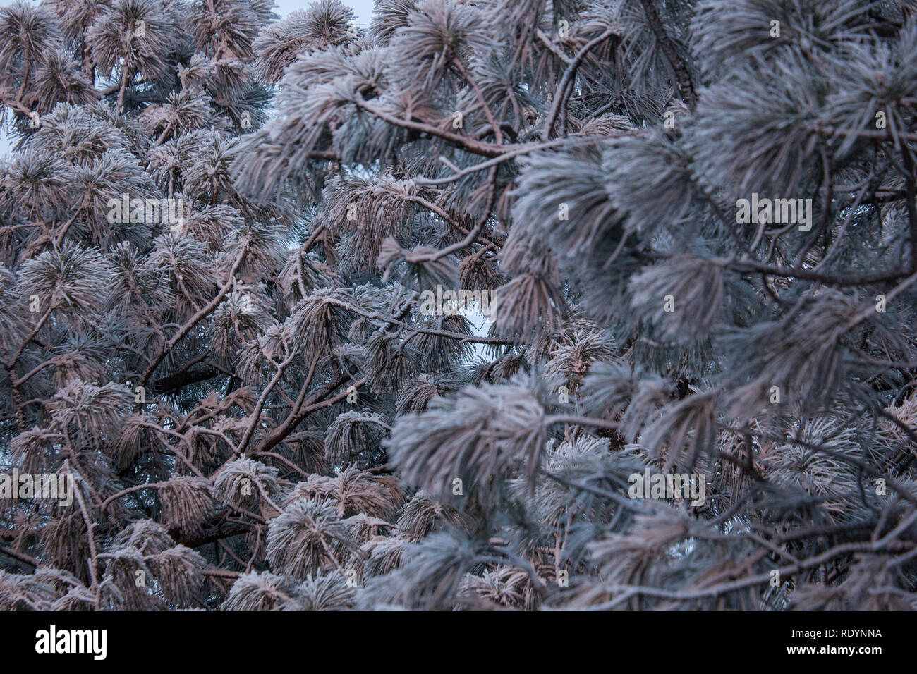 Frosty Rime Ice on Pine Trees in the Sacramento Mountains of New Mexico ...