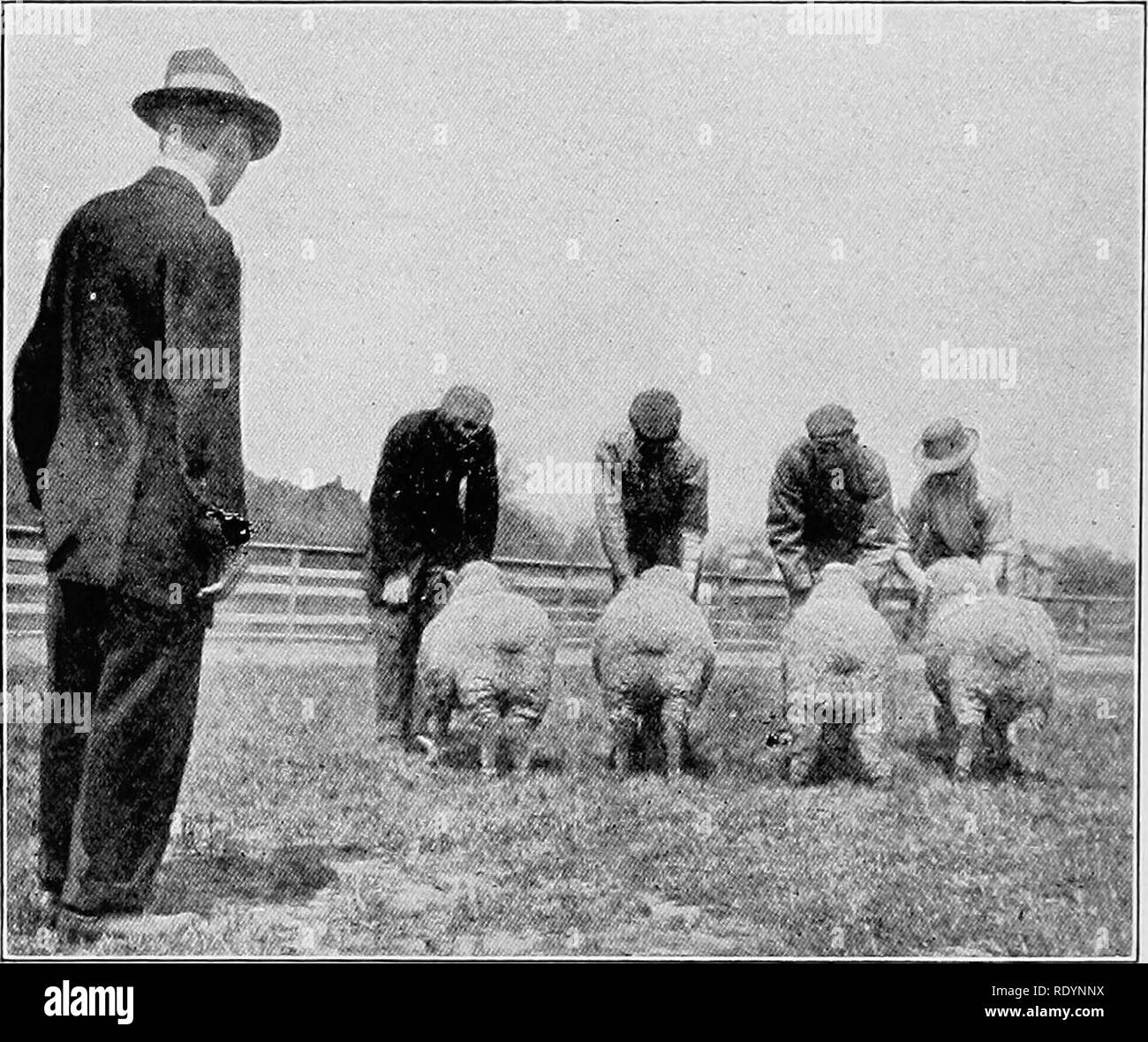Judging judge sheep Black and White Stock Photos & Images - Alamy
