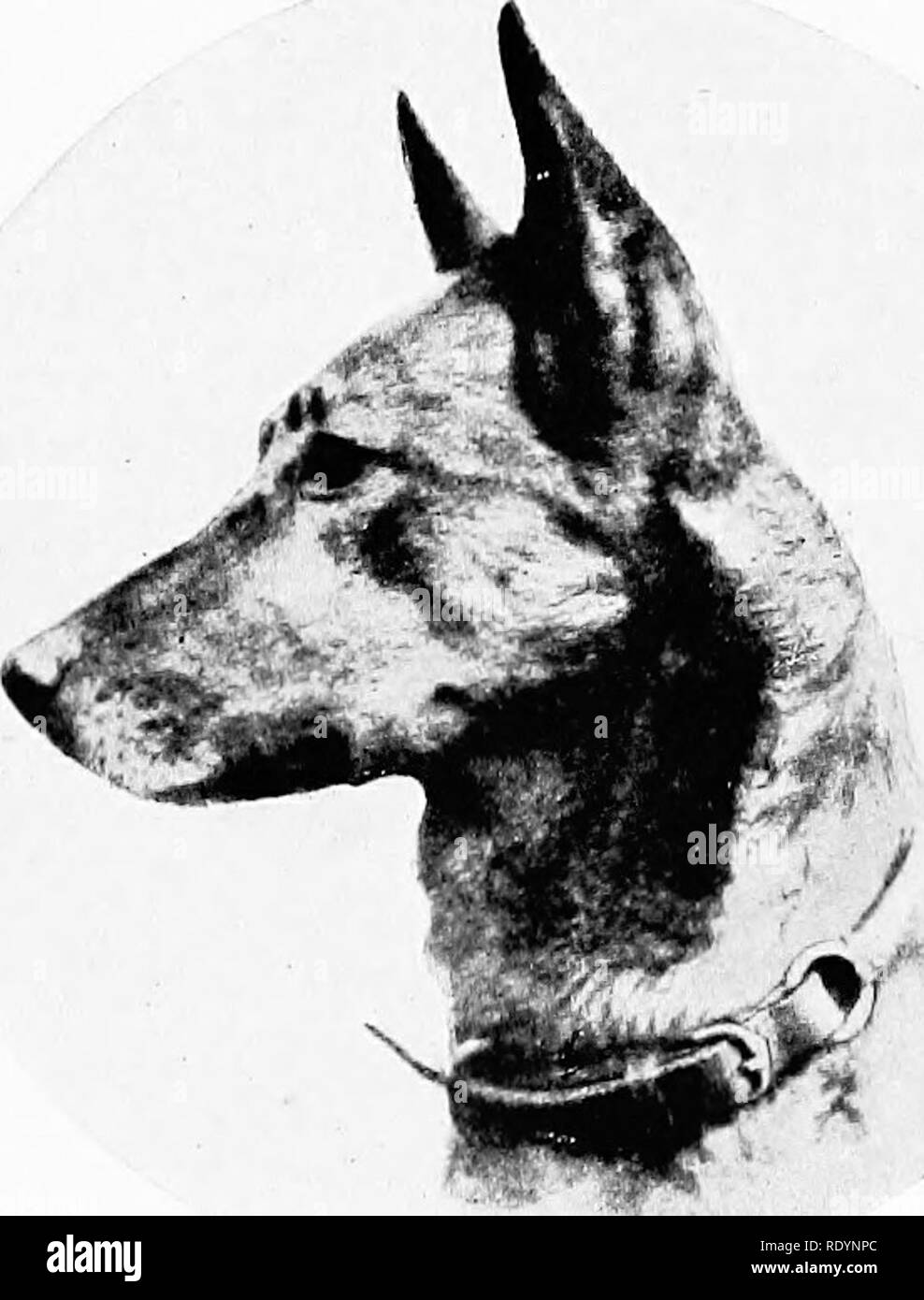 A Predatory Dog Will