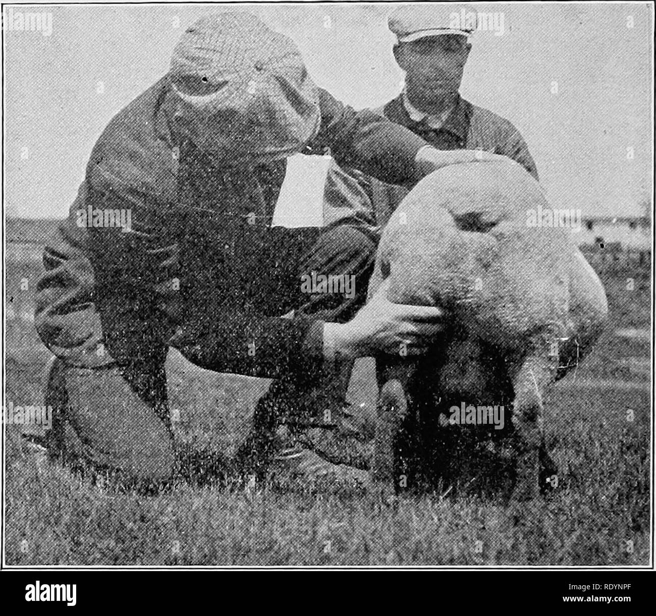 . Judging farm animals . Livestock. 400 JUDGING FARM ANIMALS legs of ...