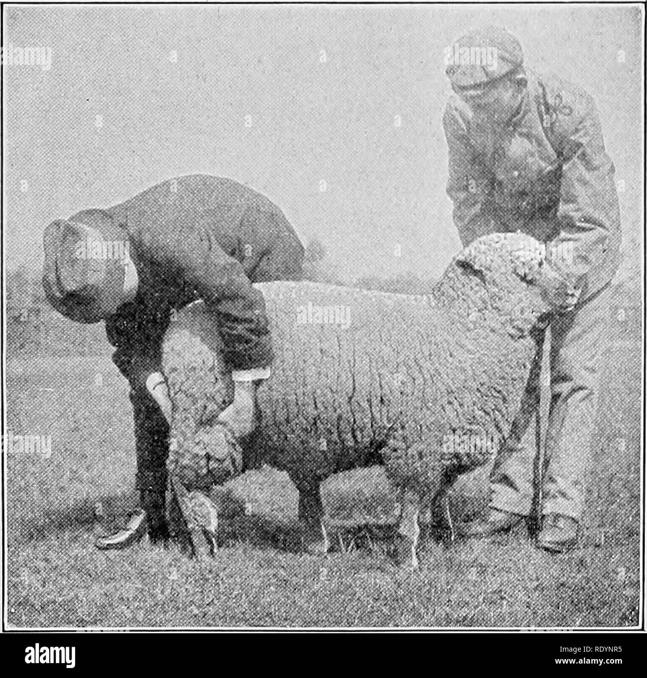 . Judging farm animals . Livestock. JUDGING THE MUTTON TYPE OF SHEEP ...