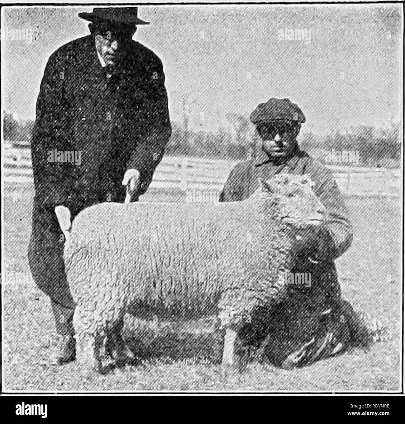 Sheep evidence Black and White Stock Photos & Images - Alamy