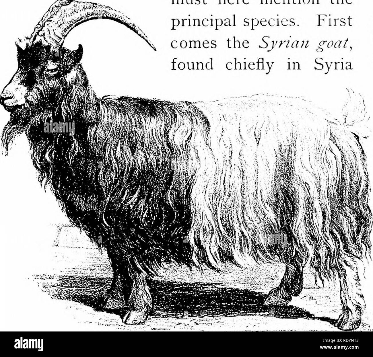 Long haired goat Black and White Stock Photos & Images - Alamy