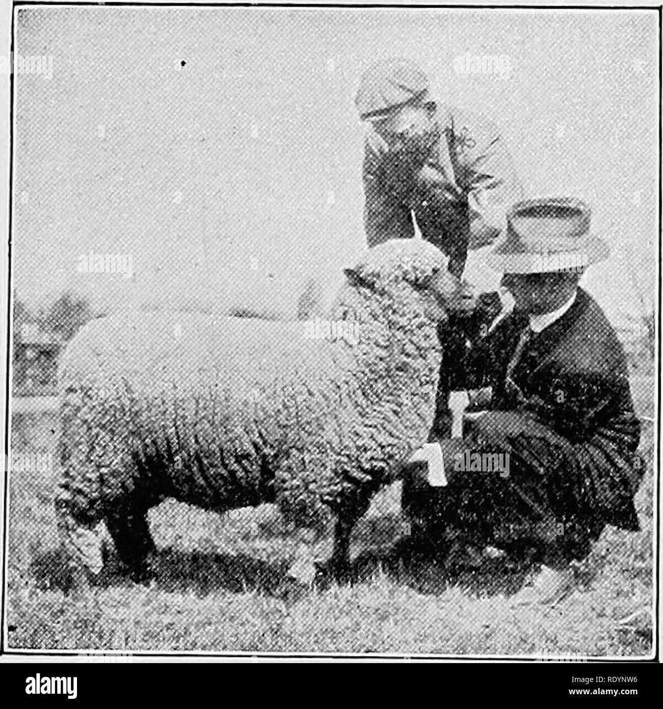 . Judging farm animals . Livestock. Fig. 208.—"The judge comes to the ...