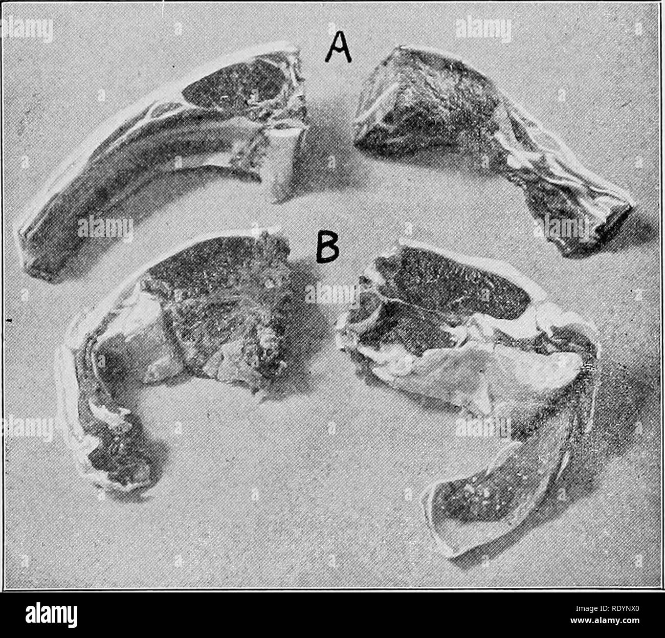 Mutton chops Black and White Stock Photos & Images - Alamy