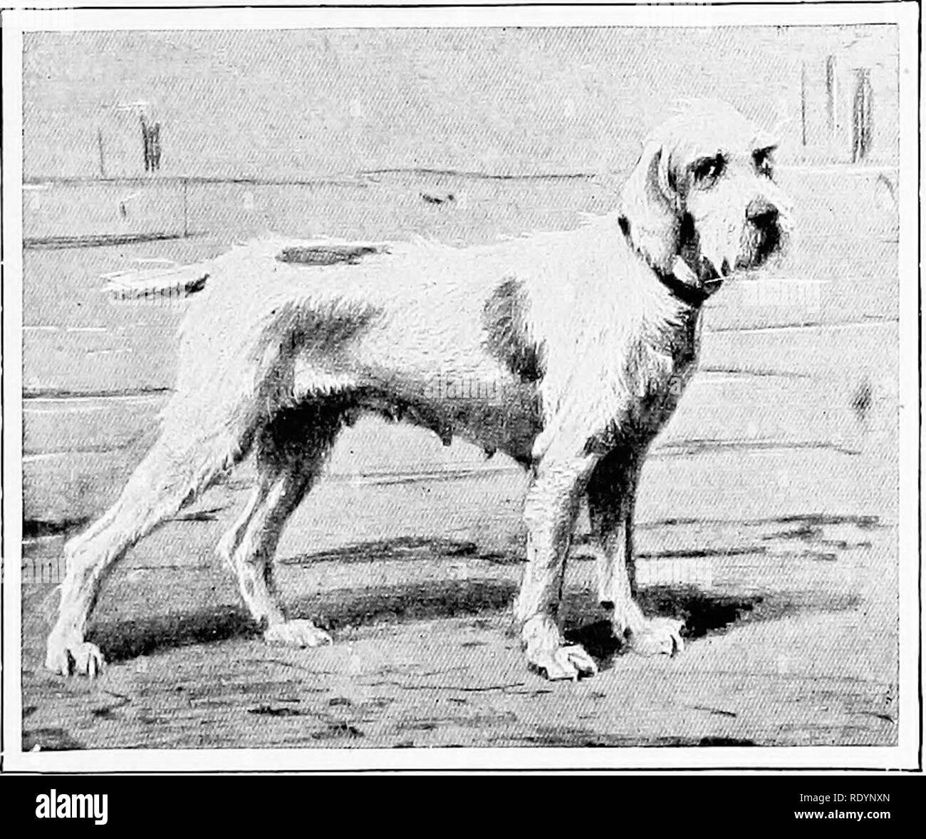 Cross breeds Black and White Stock Photos & Images - Alamy
