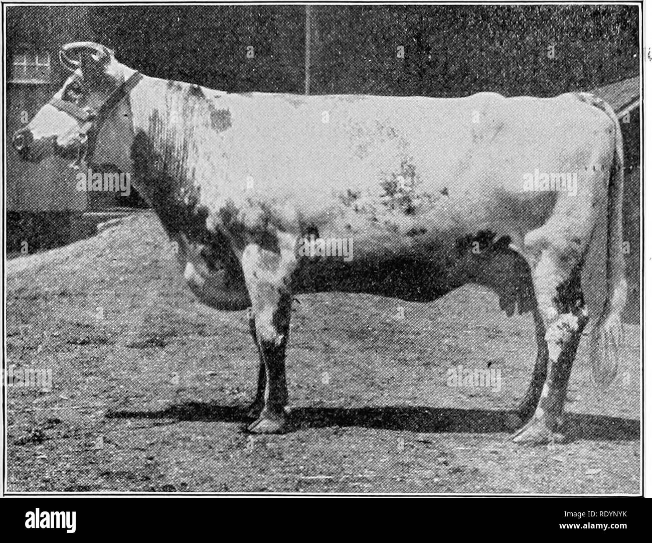 . Judging farm animals . Livestock. JUDGING DUAL-PURPOSE CATTLE 351 ...