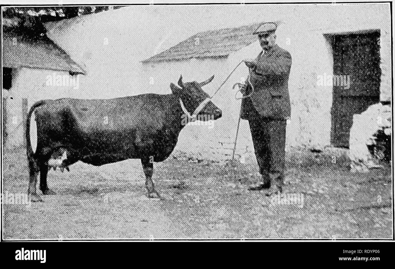 Dexter cow cow Black and White Stock Photos & Images - Alamy