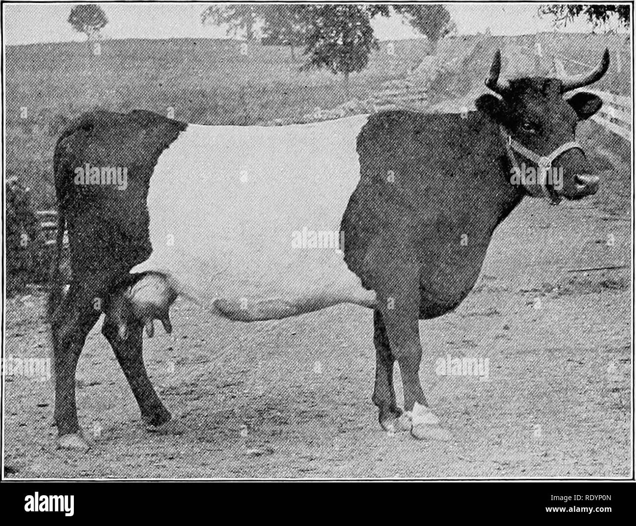 Old dutch cattle breed Black and White Stock Photos & Images - Alamy