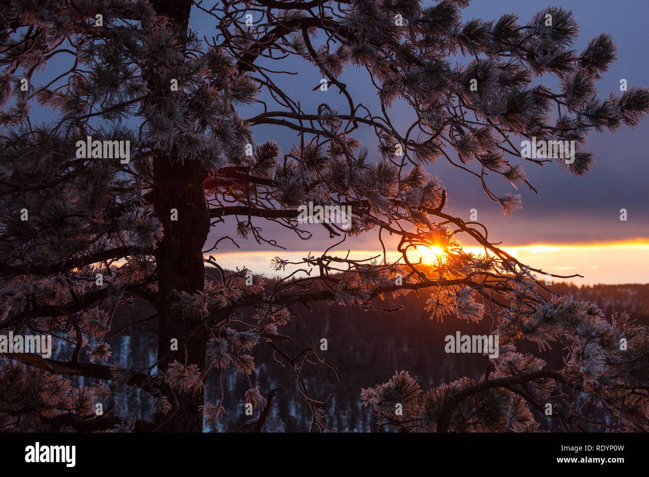 Frosty Rime Ice on Pine Trees at Sunset in the Sacramento Mountains of ...