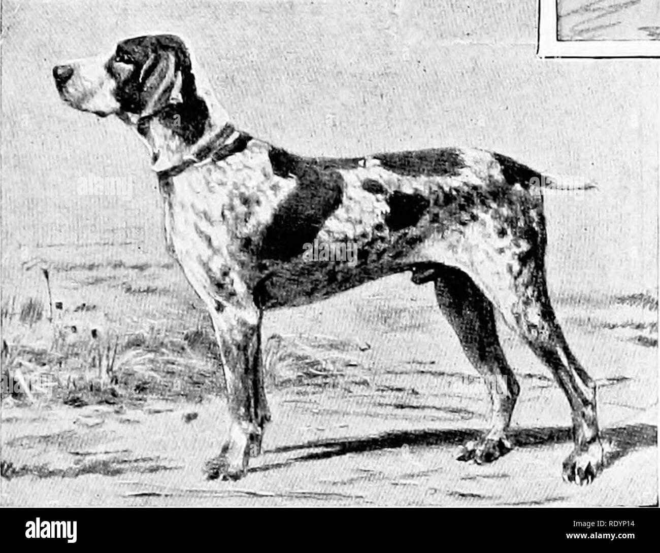 Thick coated dog hi-res stock photography and images - Alamy