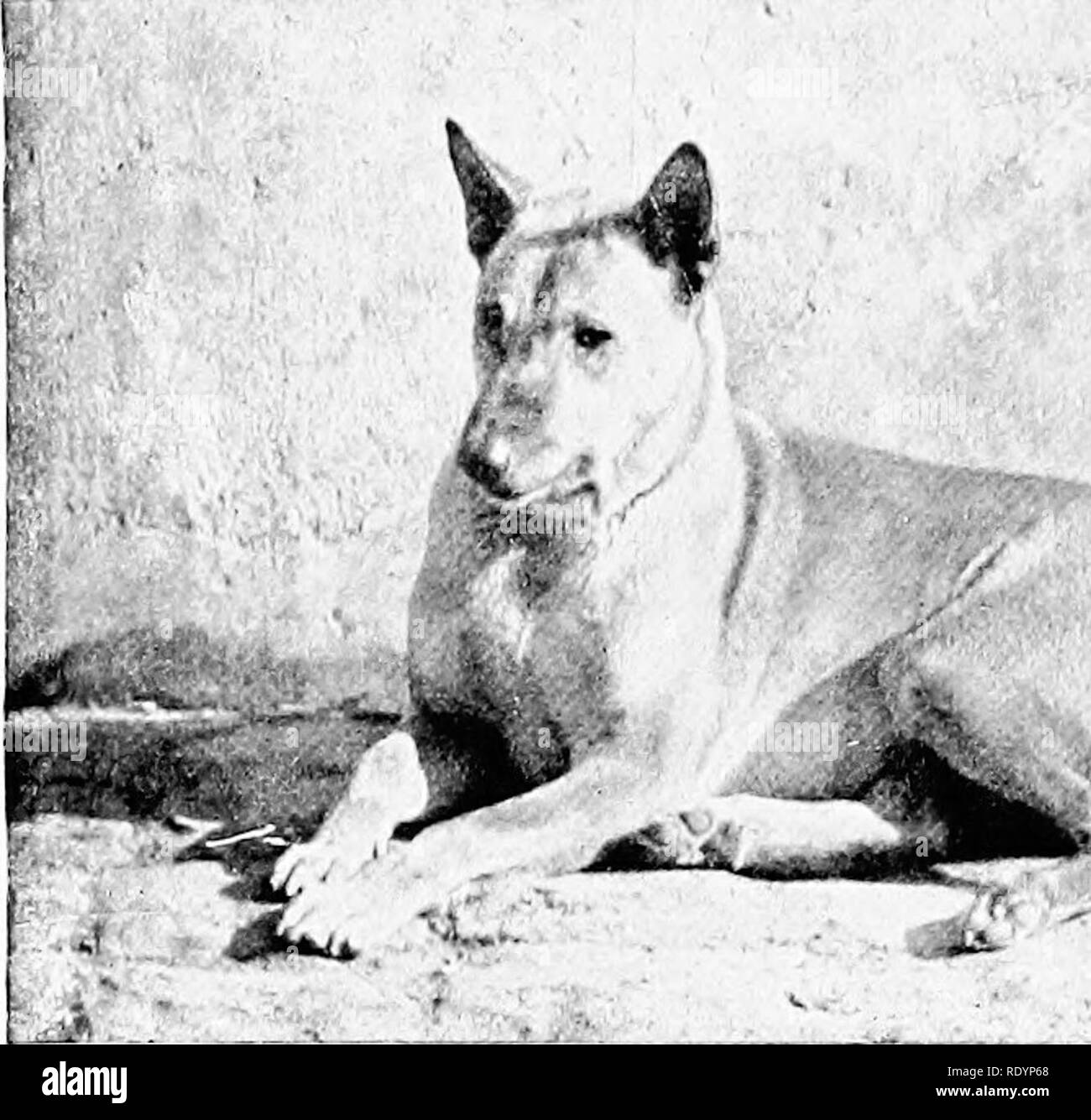 Did First Nations Have Dogs