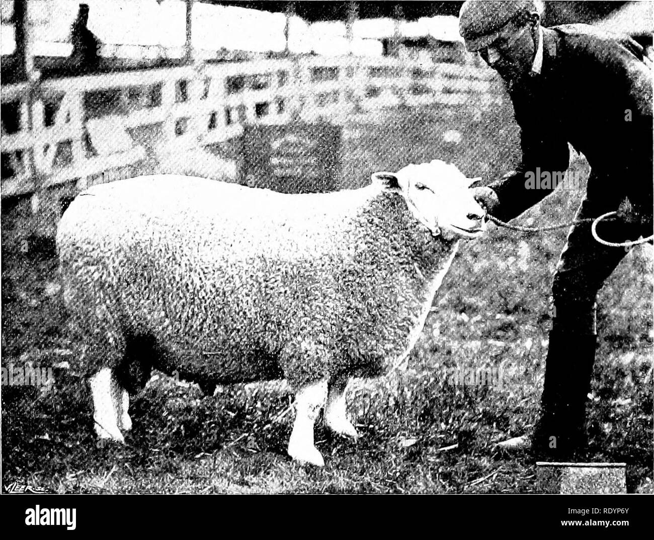 Popular Sheep Breeds High Resolution Stock Photography and Images - Alamy
