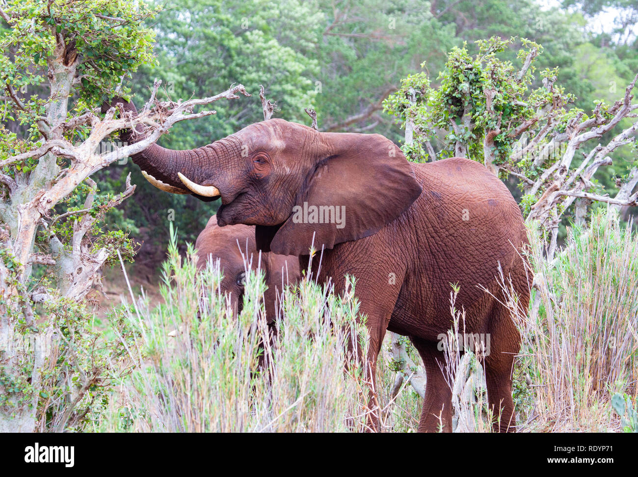 Image of an African elephant stretching its trunk to eat the leaves of ...
