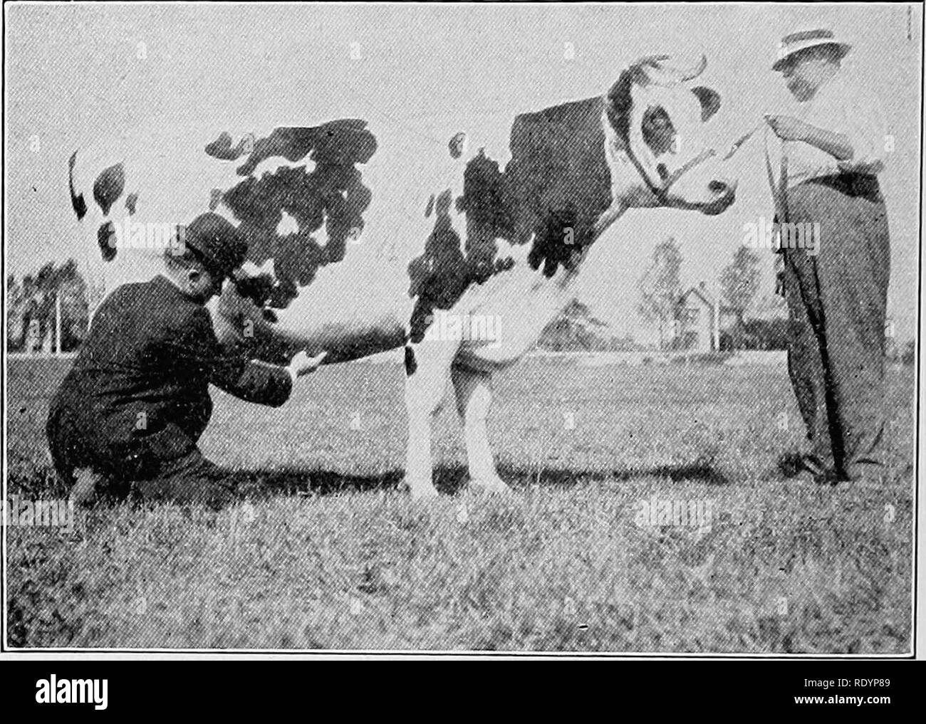 Shoulder blade cow Black and White Stock Photos & Images - Alamy