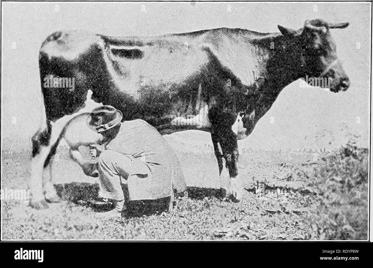 . Judging farm animals . Livestock. 306 JUDGING FARM ANIMALS ation. The ...