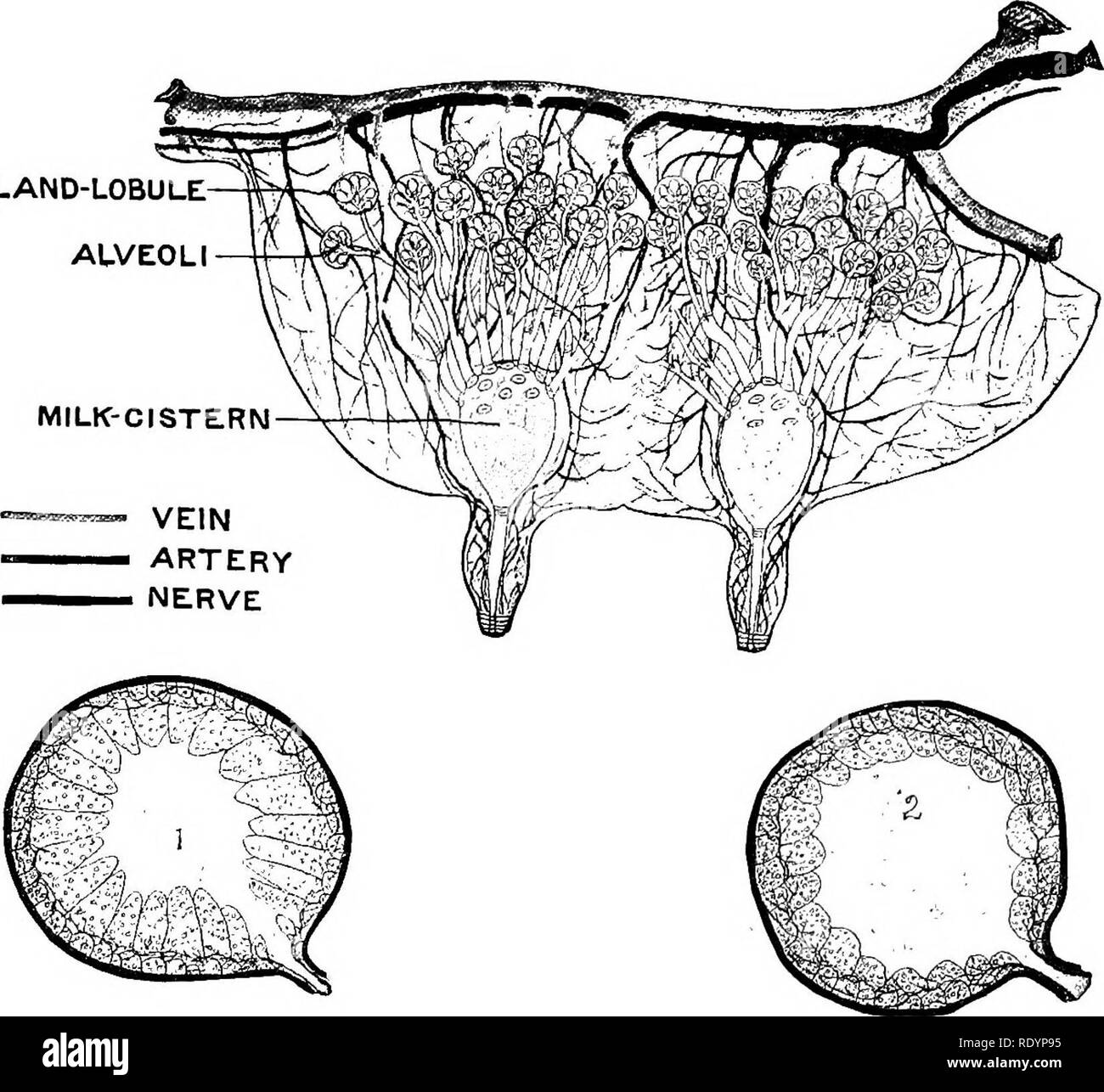 . Principles and practice of butter-making; a treatise on the chemical ...