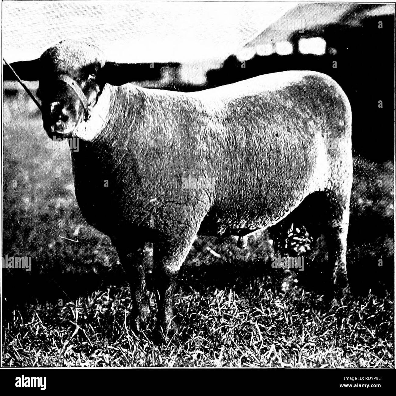 Whole sheep Black and White Stock Photos & Images - Alamy