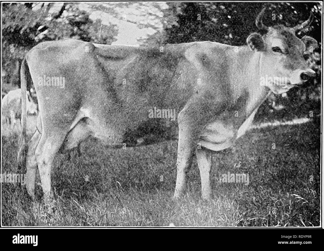 Forequarter hi-res stock photography and images - Alamy