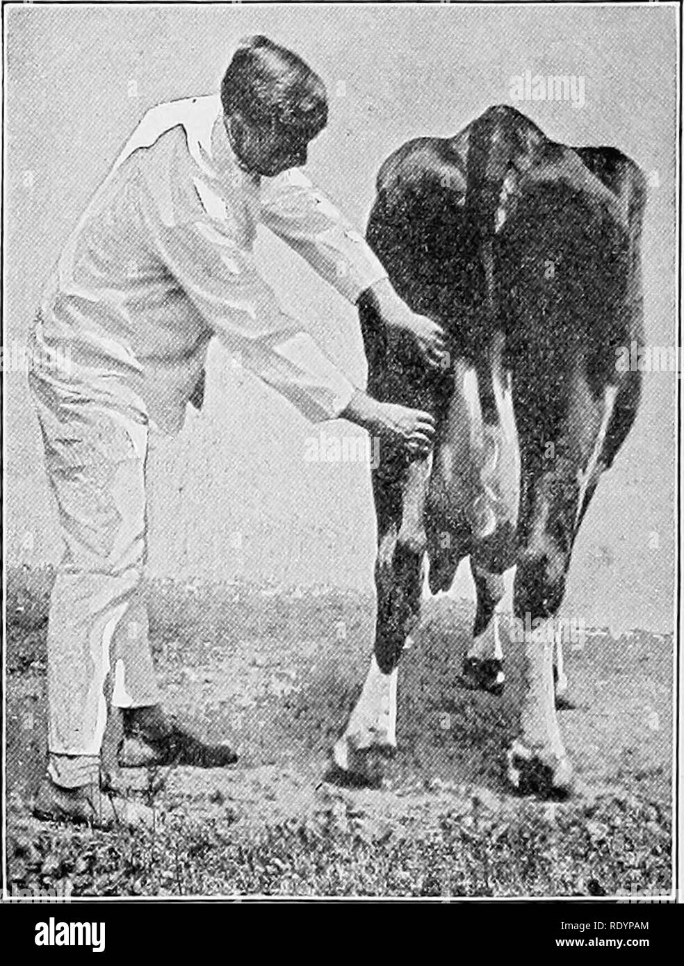 Rear End Dairy Cow High Resolution Stock Photography and Images - Alamy