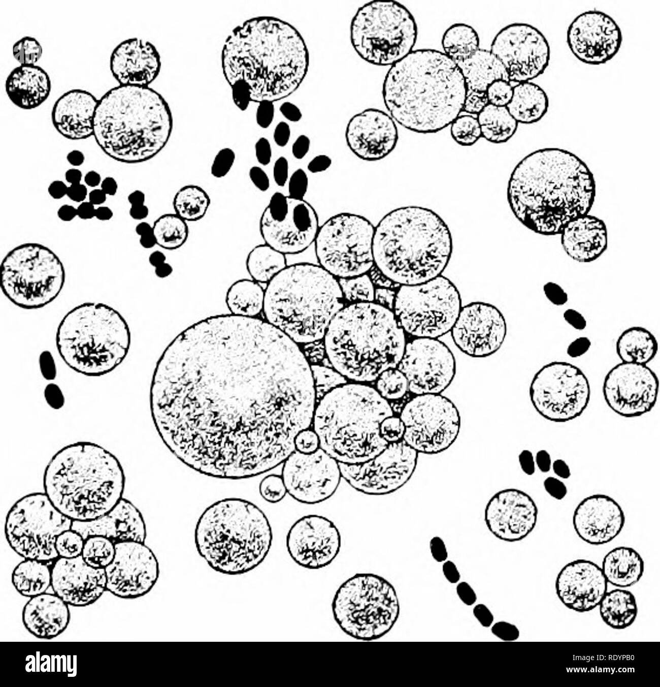 . Milk. Milk. THE PHYSICAL PROPERTIES OF MILK When milk is freshly ...
