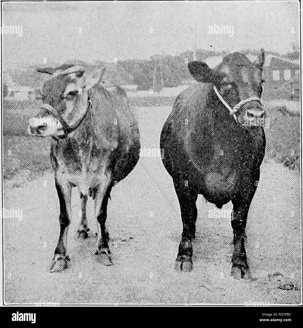 Cows stand close together hi-res stock photography and images - Alamy