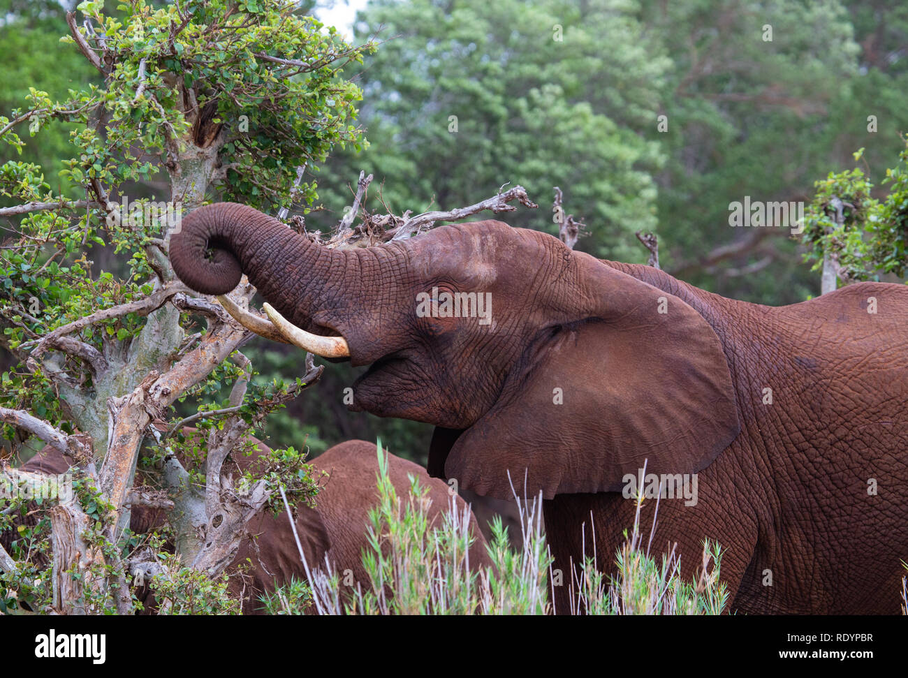 Elephant carrying hi-res stock photography and images - Alamy