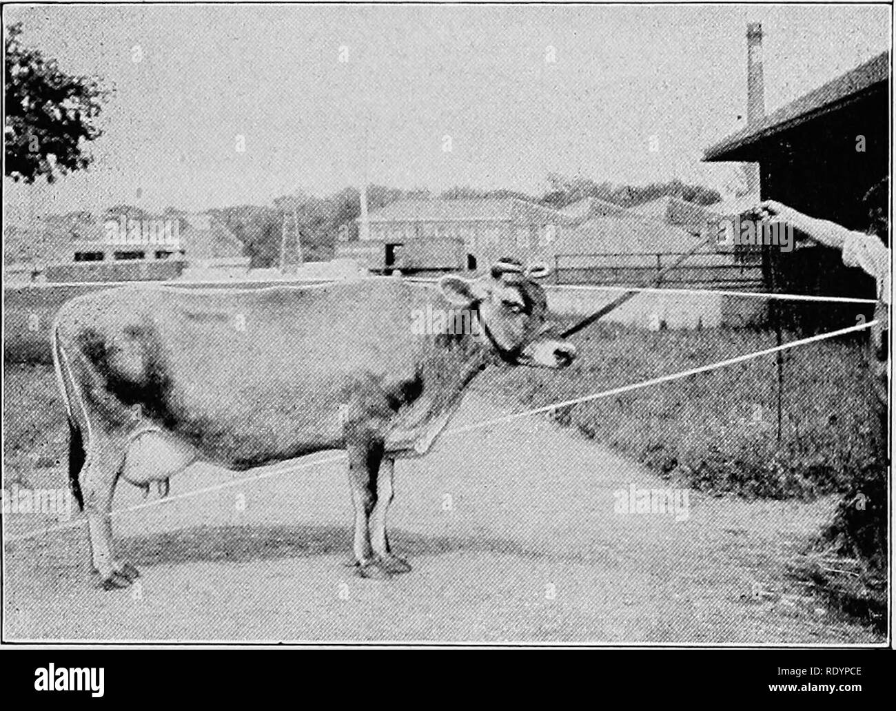 Example of judging in the ring hi-res stock photography and images - Alamy