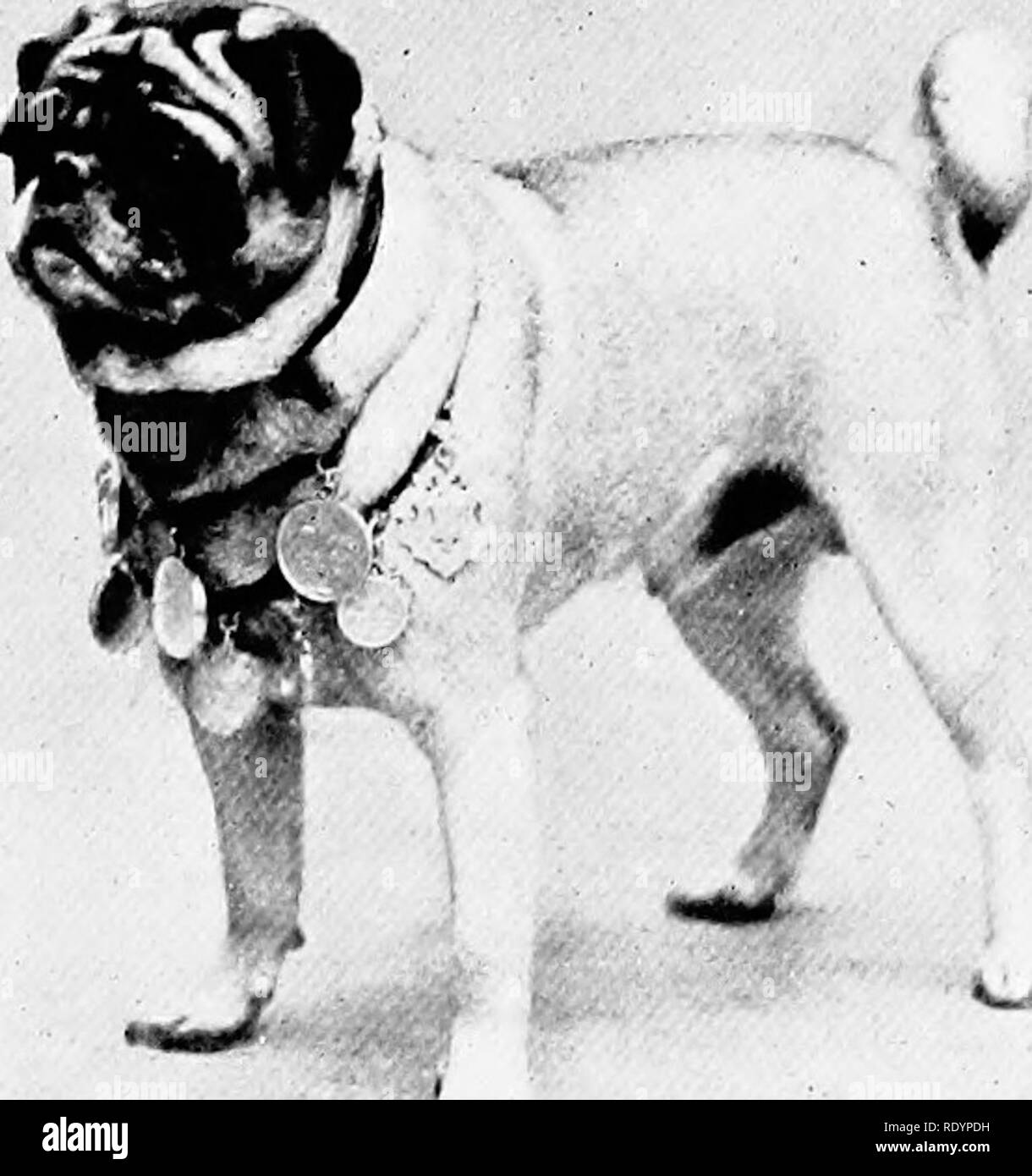 Who Has The Most Dogs Ever In History