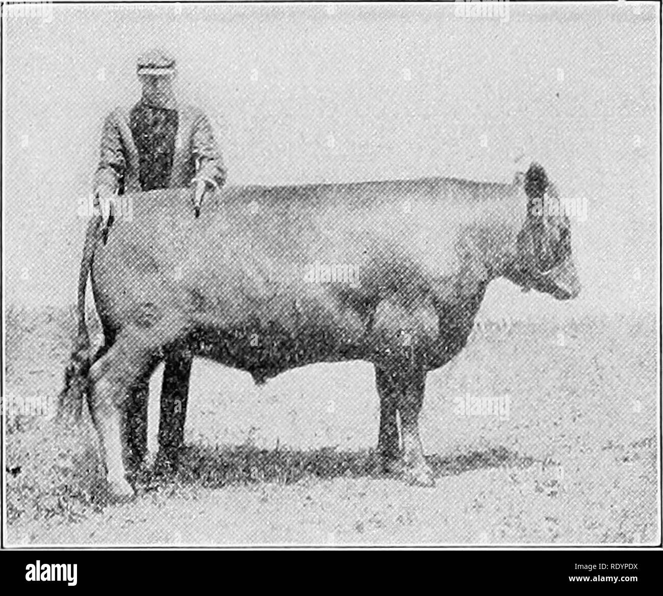 . Judging farm animals . Livestock. 250 JUDGING FARM ANIMALS wide apart ...