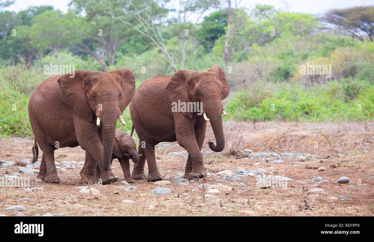 Image of two African female elephants protecting a puppy in the middle ...