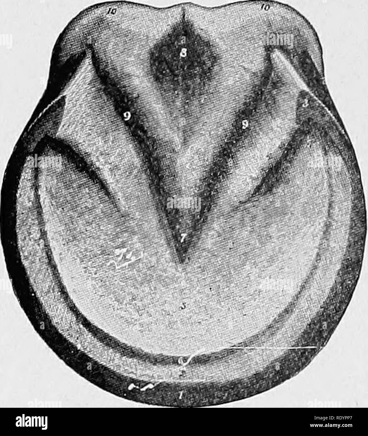 . Judging farm animals . Livestock. 38 JUDGING FARM ANIMALS. ing in the ...