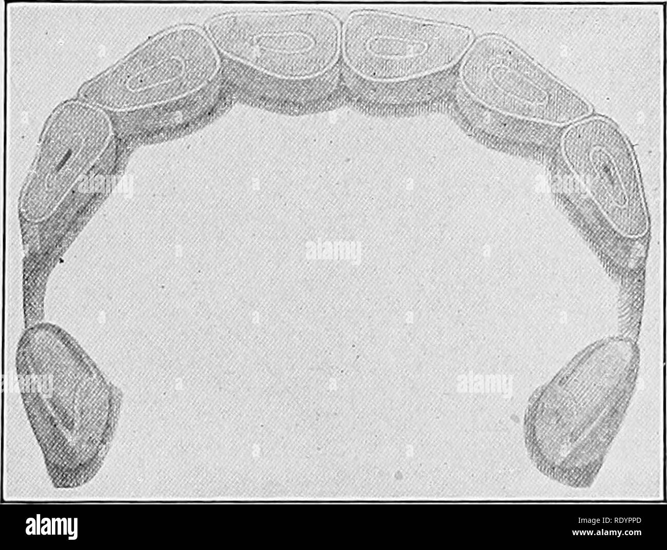 . Judging farm animals . Livestock. Fig. 17.—Seven years of age. lumbar ...