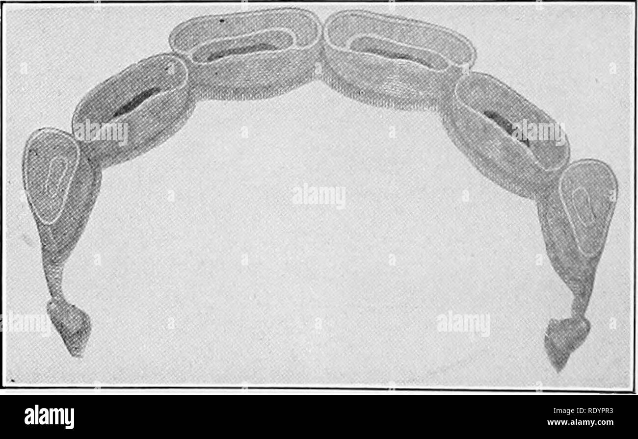 Pig teeth Black and White Stock Photos & Images - Alamy