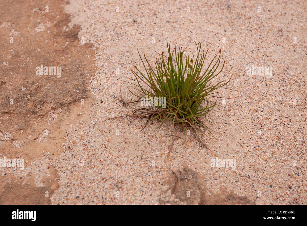 Dry outback of australia hi-res stock photography and images - Alamy