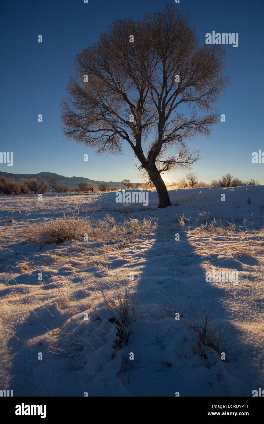 Golden tree new mexico hi-res stock photography and images - Alamy