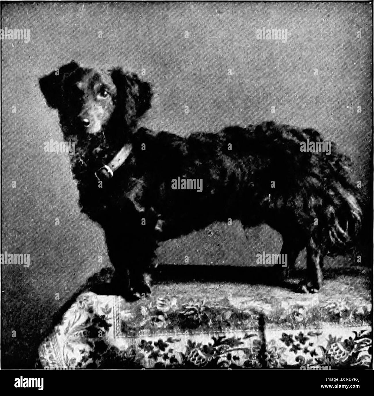 Standard dachshund Black and White Stock Photos & Images - Alamy