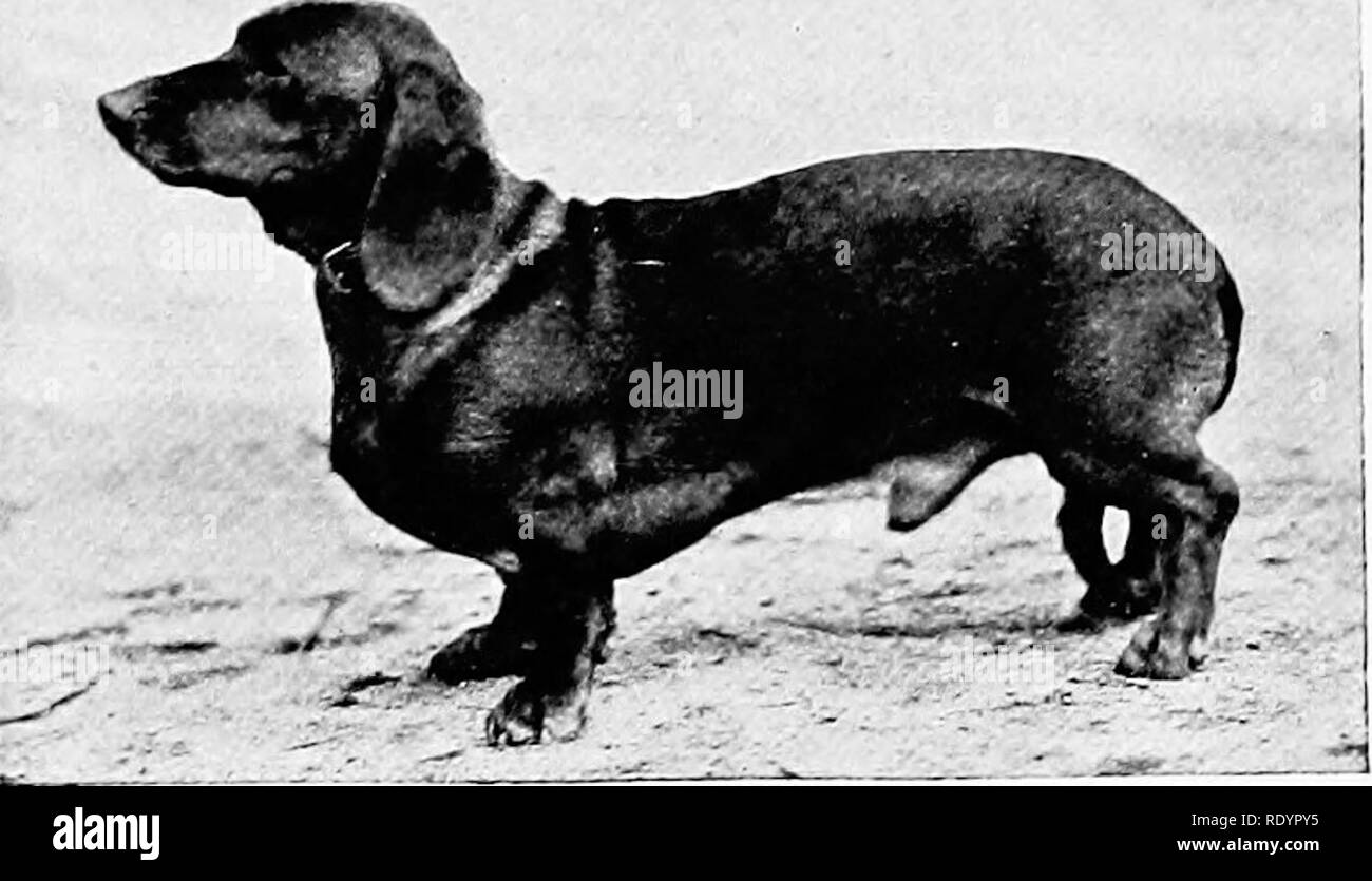 . The new book of the dog; a comprehensive natural history of British ...