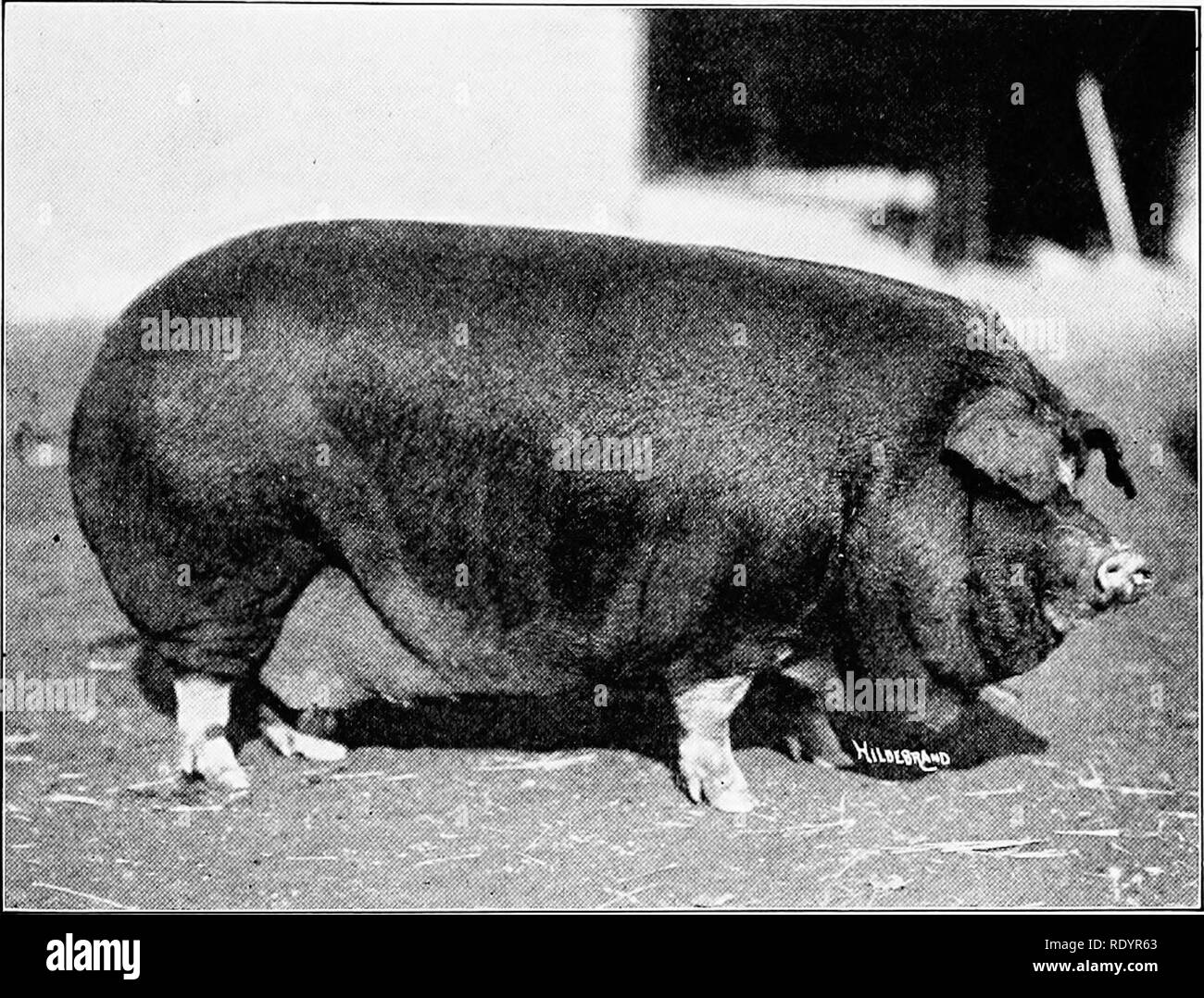 Isig hi-res stock photography and images - Alamy