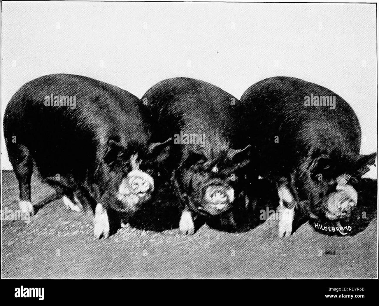 Black boars Black and White Stock Photos & Images - Alamy
