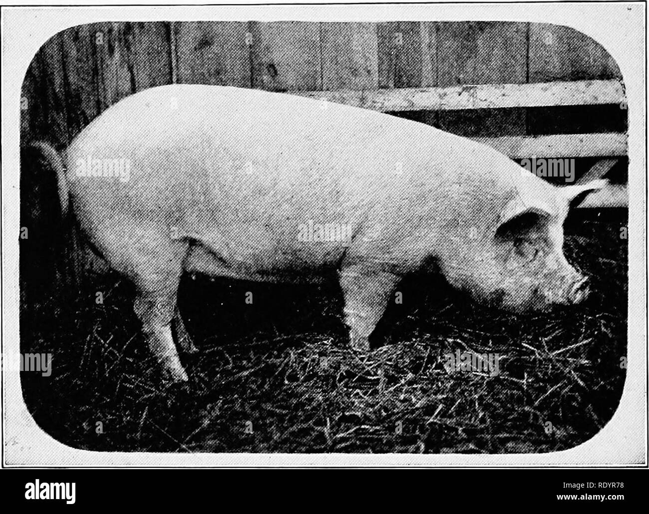 Too Pig Turning In Bacon