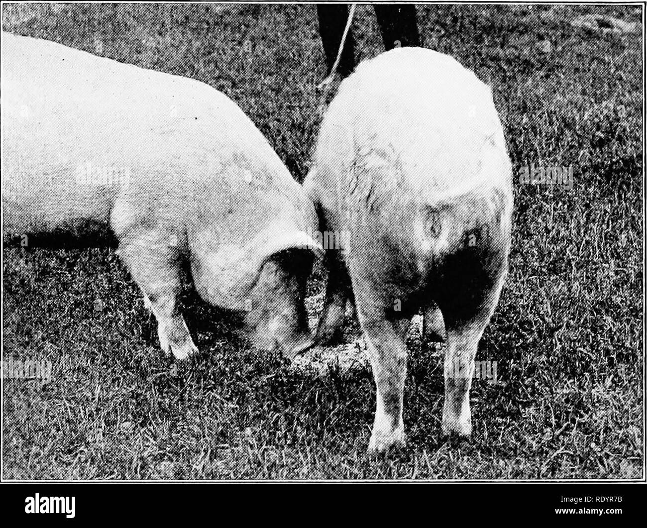 Pig rear view Black and White Stock Photos & Images - Alamy
