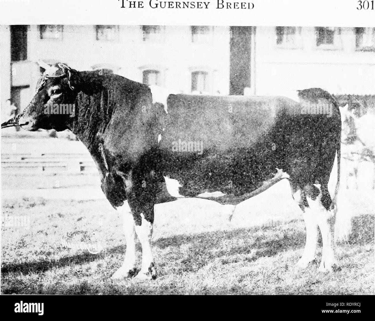 Lord guernsey hi-res stock photography and images - Alamy