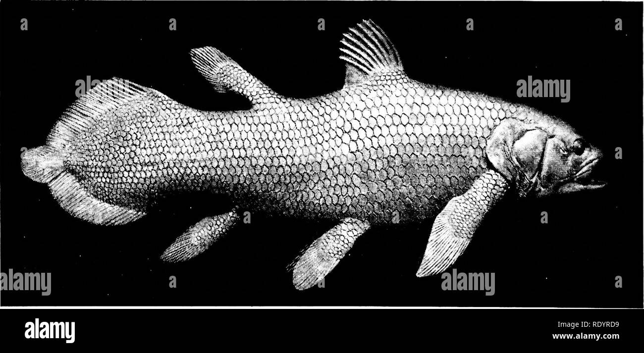 Lobe finned fish Black and White Stock Photos & Images - Alamy