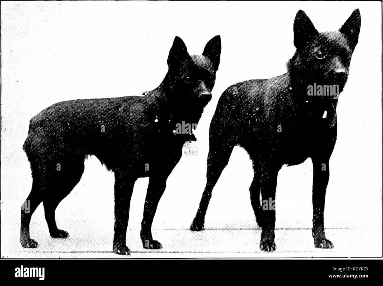 Liver colored dog Black and White Stock Photos & Images - Alamy