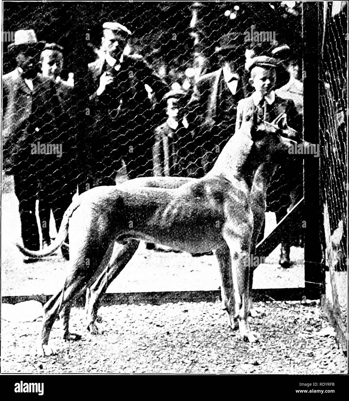Early Domesticated Animals